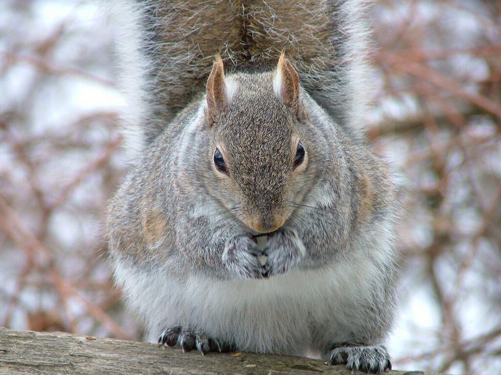 Squirrels in High Park - High Park Nature