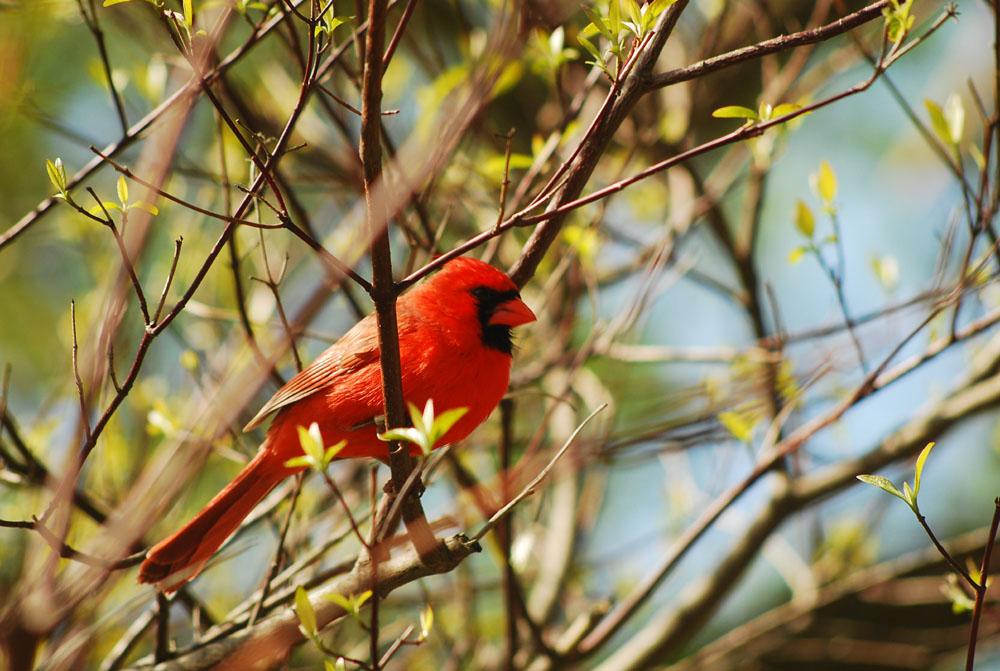 Birding Through the Seasons in High Park - High Park Nature