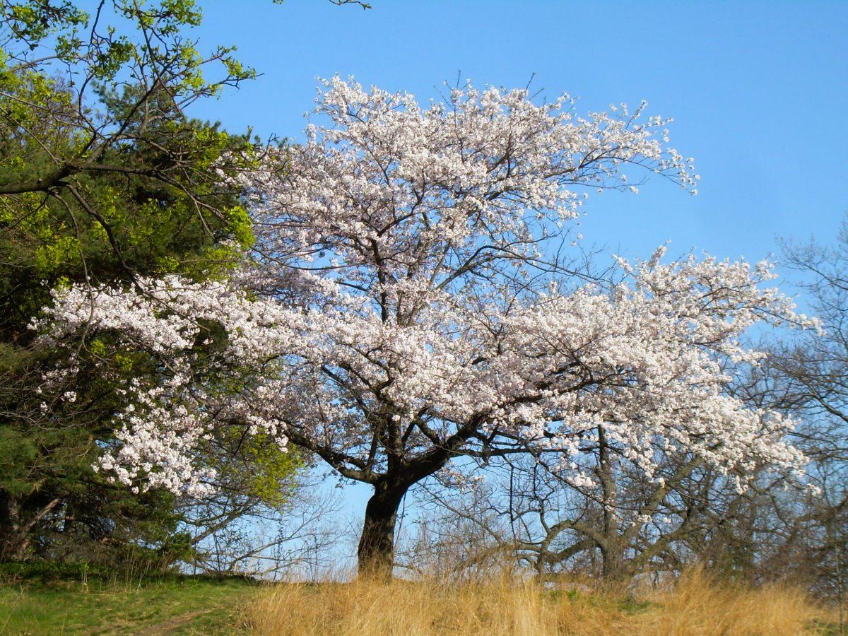 Keys: The Maples of High Park - High Park Nature