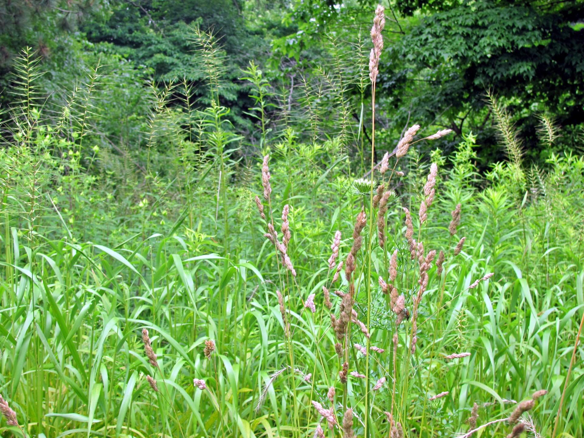 Grasses and sedges of High Park Archives - High Park Nature