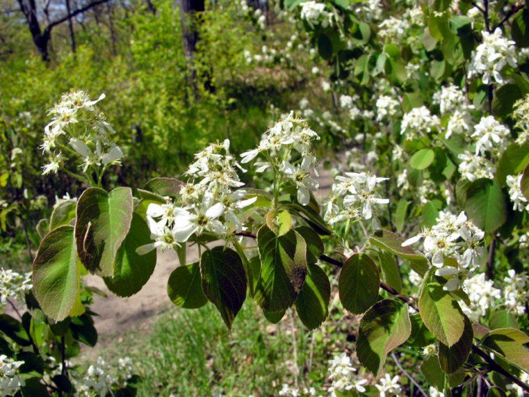 Plants of Toronto's High Park Archives - High Park Nature