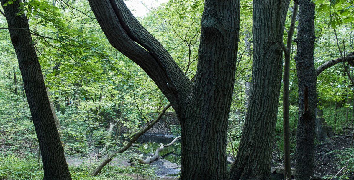 Keys: The Maples of High Park - High Park Nature