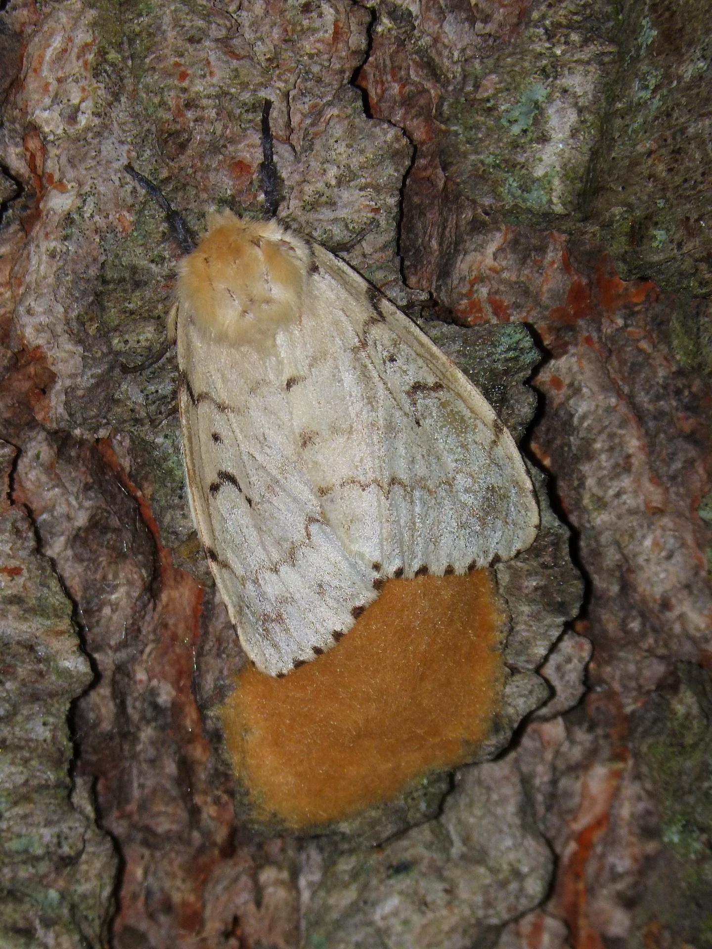 Moths of Concern to Tree Health in High Park - High Park Nature
