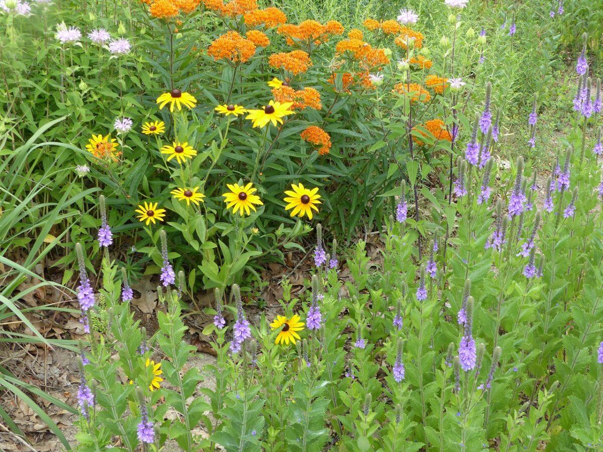 Finding and Caring for Native Plants - High Park Nature