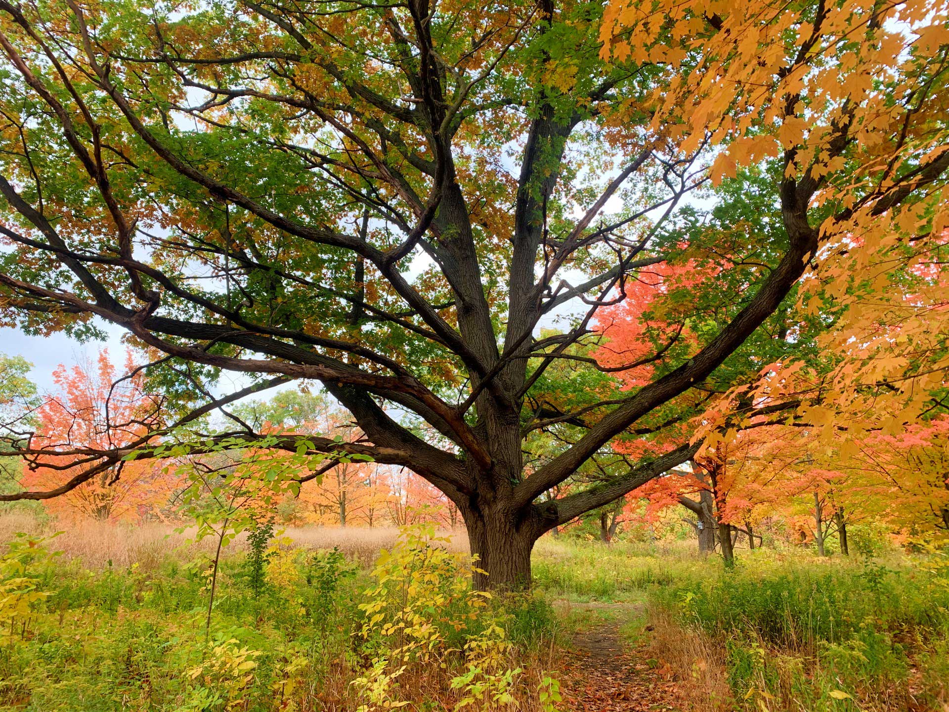 High Park Facts and Figures - High Park Nature